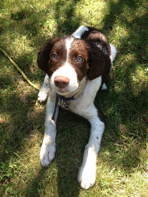 Ridge Brittany Pointer 3 Mos Representing Willow And Tweet Marketing