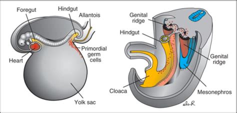 Embryology Lecture 1 Dds Nyu Flashcards Quizlet