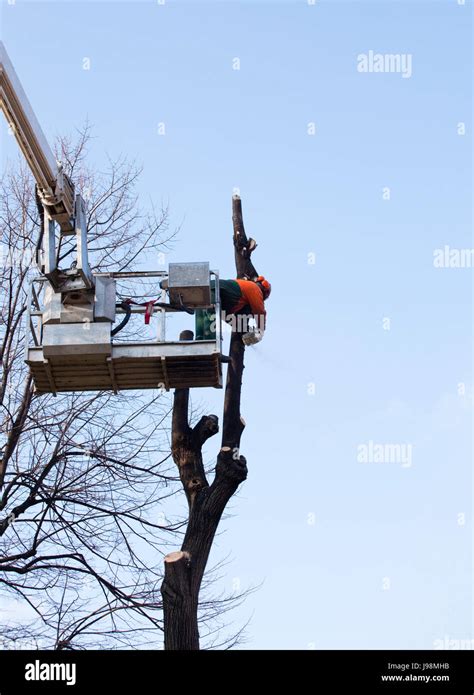 Tree Trees Workers Laborer Worker Wageworker Employee Crane Tower Job Stock Photo Alamy