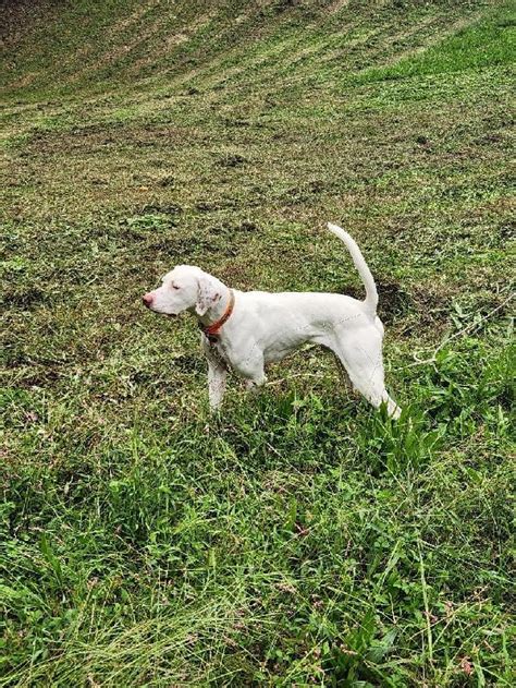 English Pointer For Sale
