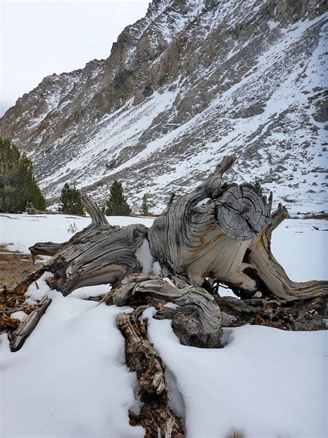 Ancient Log Piute Pass Trail Eastern Sierra California