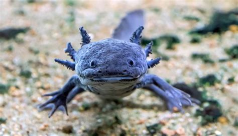 Bahías QuÉ Son Y Ejemplos Destacados En El Mundo Natural