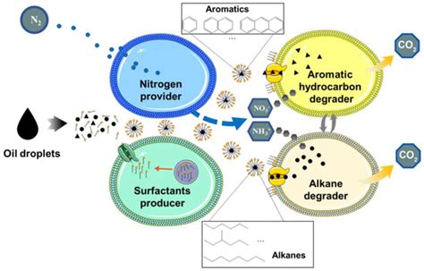 Bioengineering For The Microbial Degradation Of Petroleum Hydrocarbon