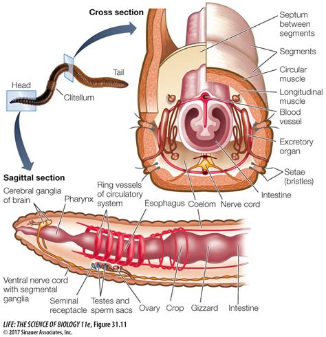 Segmented Worm Diagram Leech Diagram Geeksforgeeks
