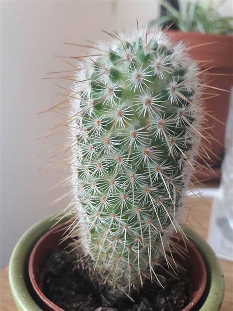 Help Identifying Cactus In The Plant Id Forum