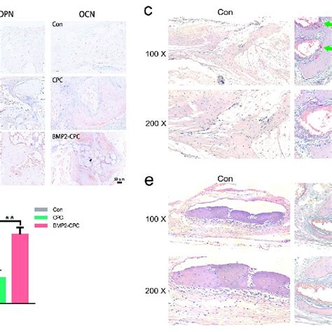 Immunohistochemical Staining And Trap Staining Results A Download Scientific Diagram
