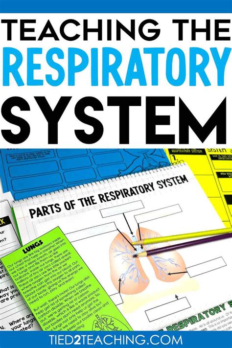 Fun Respiratory System Classroom Activities Respiratory System