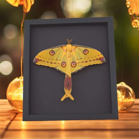 giant comet moth argema mittrei female twisted tails framed