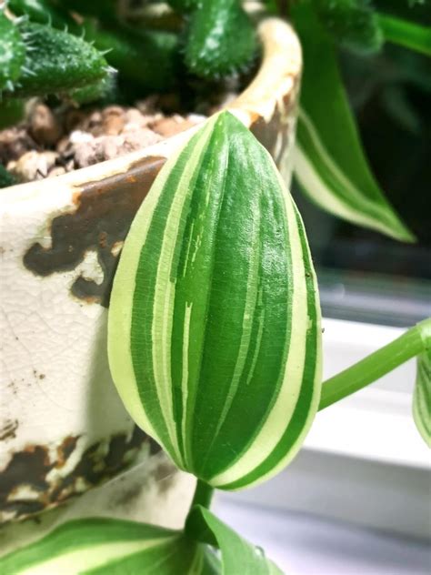 Variegated Wandering Dude Tradescantia Fluminensis Rbotanicalporn