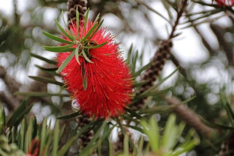 Premium Photo Red Callistemon Bloomed In Spring Premium Photo Red Callistemon Bloomed In Spring