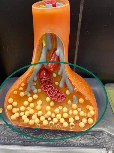 Synapse Flashcards Quizlet