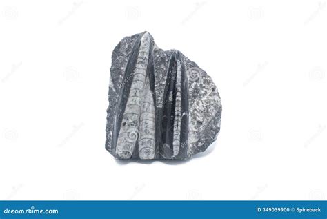 Orthoceras Nautilus Fossil Is A Genus Of Extinct Nautiloid Cephalopod Restricted To Middle