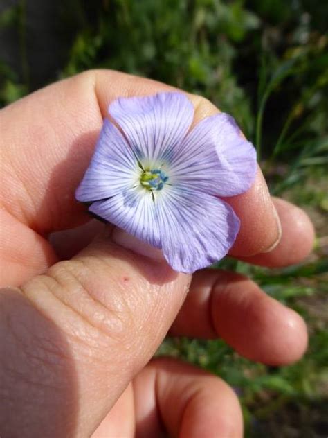 Join Rachel Benefield And Hannah Paekakariki Times Facebook