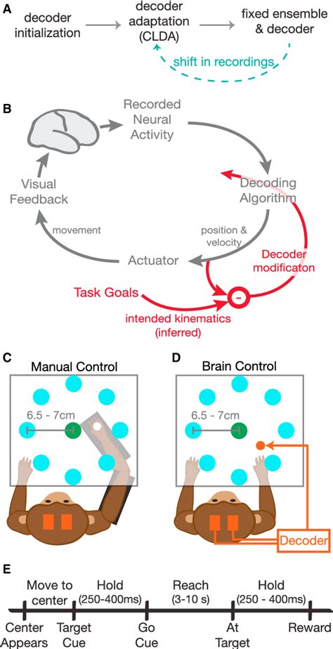 Figure 1 From Closed Loop Decoder Adaptation Shapes Neural Plasticity For Skillful