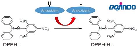 Dpph Antioxidant Assay Kit Analisa Resources Sdn Bhd