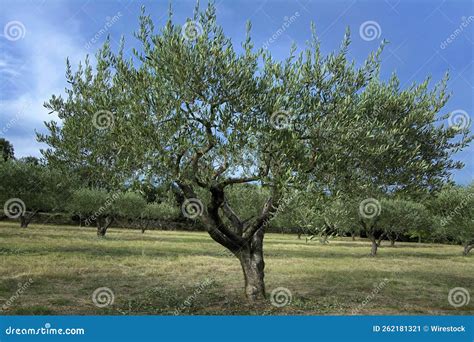Olive Tree Growing In A Park Stock Image Image Of Agriculture Olive 262181321