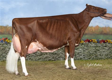 Khw Regiment Apple Red Ex 96 Embryosale Embryos