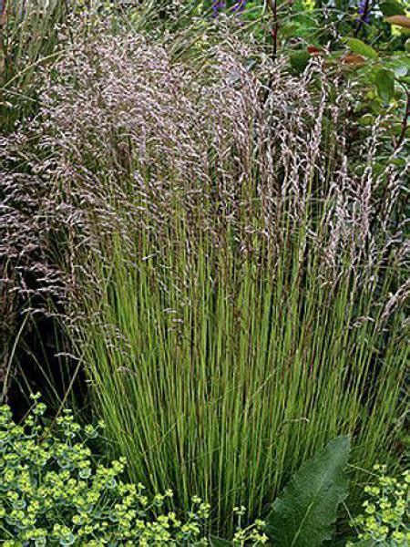Wavy Hair Grass Identification Sqpsfs