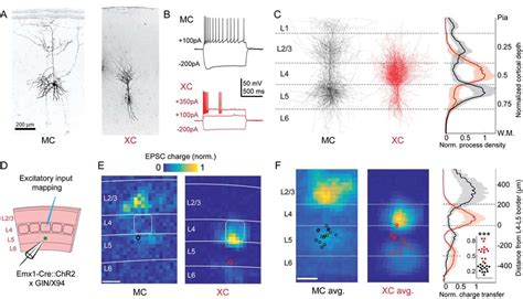 Optogenetic Circuit Mapping Reveals Complementary Synaptic Input
