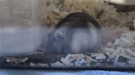 떨어진 낱알도 알뜰하게 먹는 햄스터 Youtube