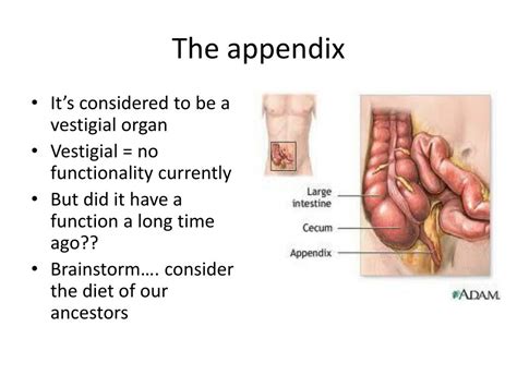 PPT The Appendix PowerPoint Presentation Free Download ID