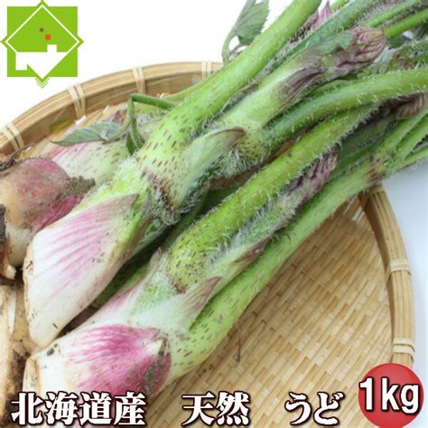 【楽天市場】山菜 北海道富良野産 うど（ウド）1kg 送料無料 別途送料の発生する地域あり：スイートベジタブルファクトリー