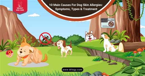 10 Main Causes For Dog Skin Allergies You Must Know Drlogy Drlogy