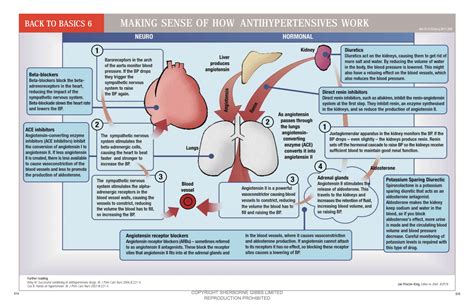 Back To Basics 6 Making Sense Of How Antihypertensives Work Issues