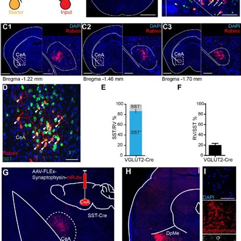 Dpme Vglut2 Neurons Receive Projections From Cea Sst Neurons A