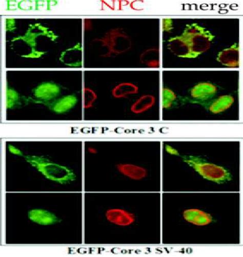 Localization Of Egfp Core 1c In Huh 7 Cells Treated With Staurosporine