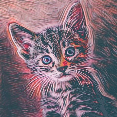 Cute Wierd Cats Collection Opensea