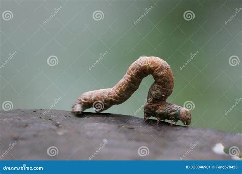 Camouflaged Inchworm On Tree Bark Stock Image Image Of Brown Asia 333346901
