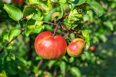 Premium Photo Ripening Apples On An Apple Tree In The Garden Natural