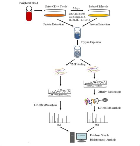 The Workflow For The Quantitative Analysis Of Global Proteome And Download Scientific Diagram