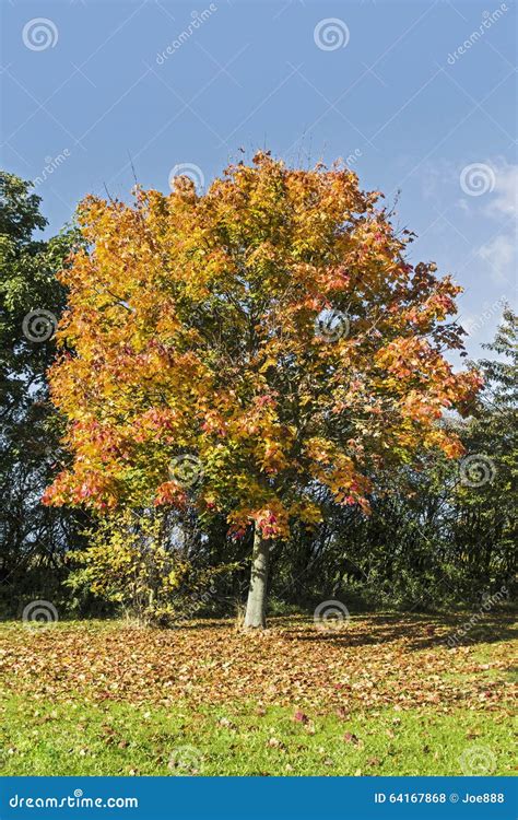 Autumn Tree Shedding Leaves Stock Photo Image Of Tree Autumn