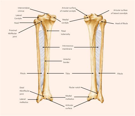 Tibia And Fibula Bones Tibia And Fibula Bones