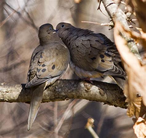 Best Images About Dove Love On Pinterest Peace Dove Octavio Ocampo And Peace