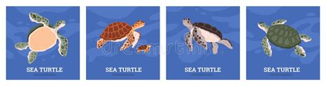 turtle learning stock illustrations 1 344 turtle learning stock