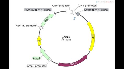 Using Snapgene To Explore Plasmid Features And Restriction Enzymes Youtube