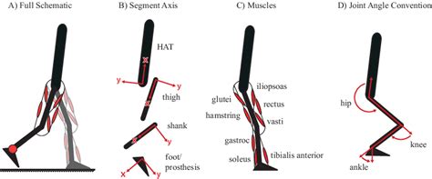Figure S1 Biped Model A A Basic Representation Of The Sagittal Plane
