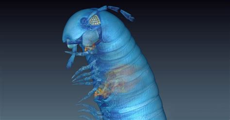 Millipede Genitals Now In Glorious 3 D WIRED