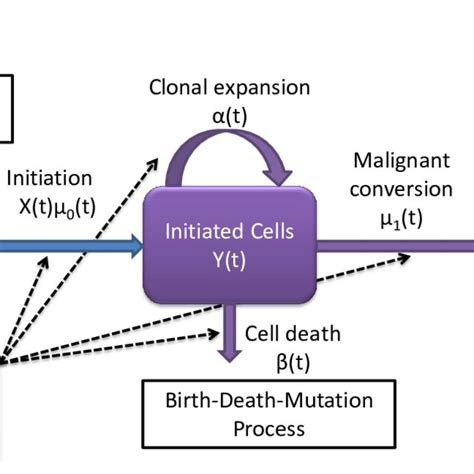 1 Schematic Of The Two Stage Clonal Expansion Model With Period And Download Scientific