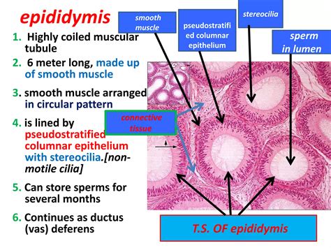 Histology Of Testes And Epididymis Pptx