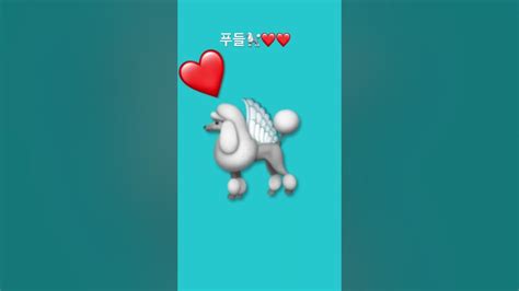 헤헤 푸들 좋앙 Youtube