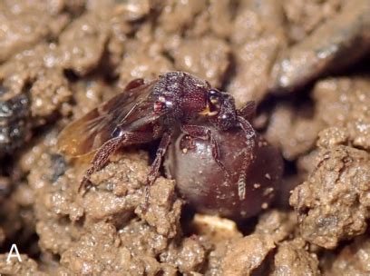 ベトナムで奇妙な寄生バチの新種を16種発見 研究成果 九州大学（kyushu University）