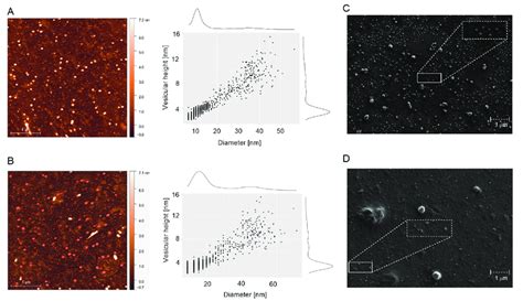 Atomic Force Microscopy Afm And Field Emission Scanning Electron Download Scientific Diagram