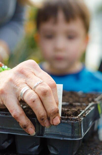 Premium Photo Cropped Hand Of Grandmother Sowing Seeds In Seedling Tray