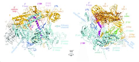 Structural Overview Of Rnap Core Structure Of Taq Rnap Core