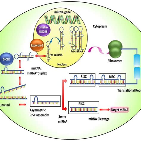Pri Mirna Transcription Which Occurs In The Nucleus Is The First Step