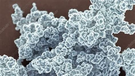 Yeast Extracellular Matrix Sem Stock Video Clip K005 6890 Science Photo Library